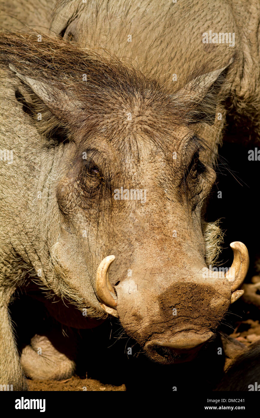 Male warthog in the zoo Stock Photo - Alamy