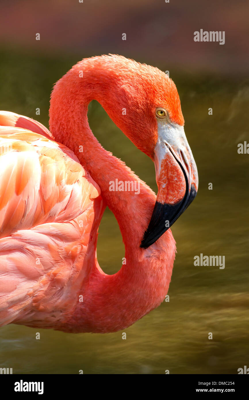 Flamingo up close hi-res stock photography and images - Alamy
