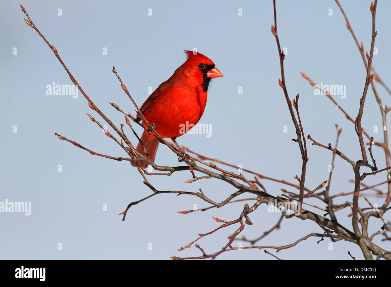 Cardinal bird songbird hi-res stock photography and images - Alamy