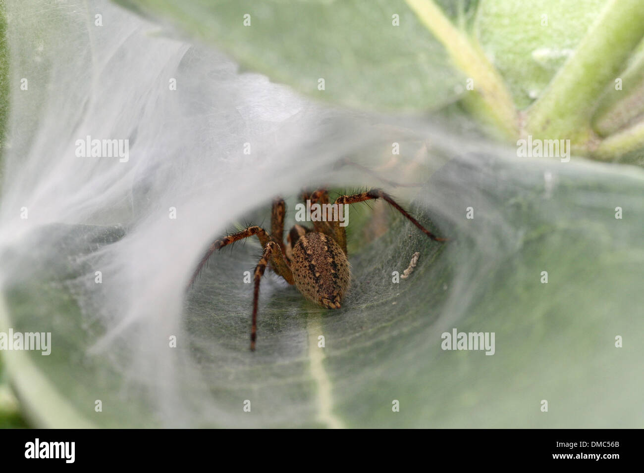 Grass spider inside its web Stock Photo - Alamy