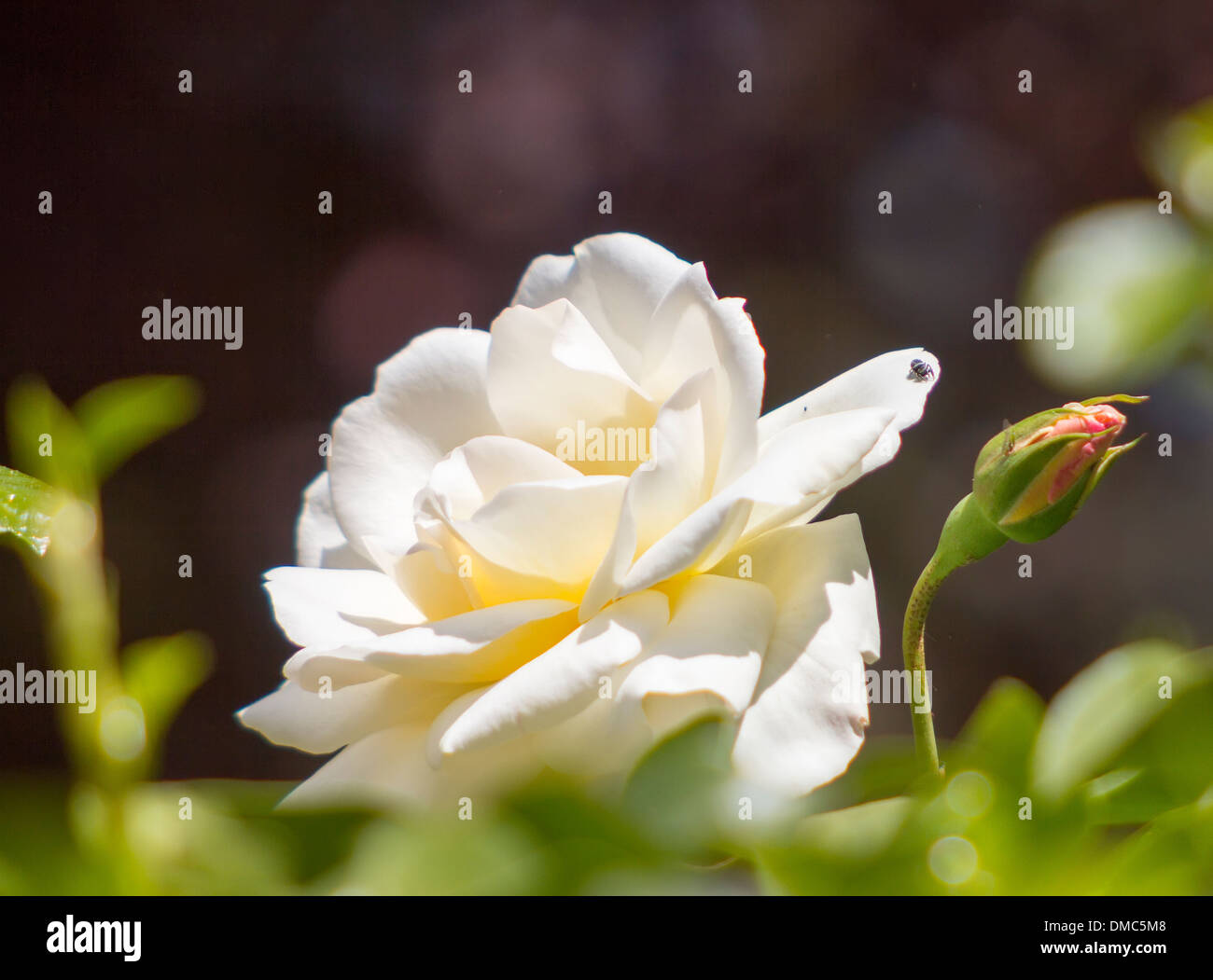 Beautiful white roses hi-res stock photography and images - Alamy