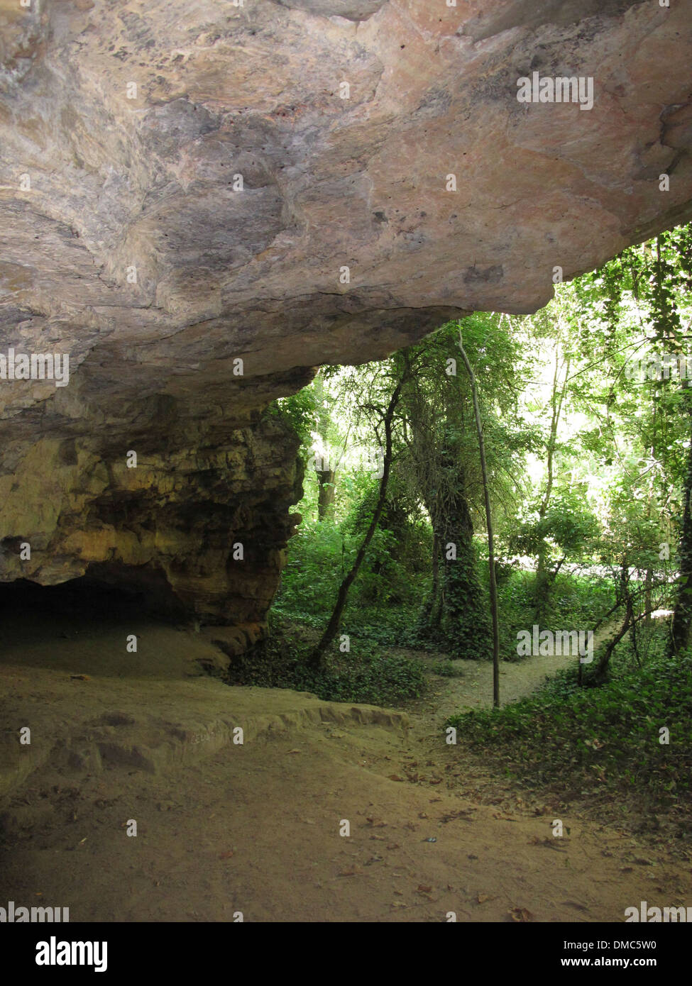 cave in a forest of large trees Stock Photo - Alamy