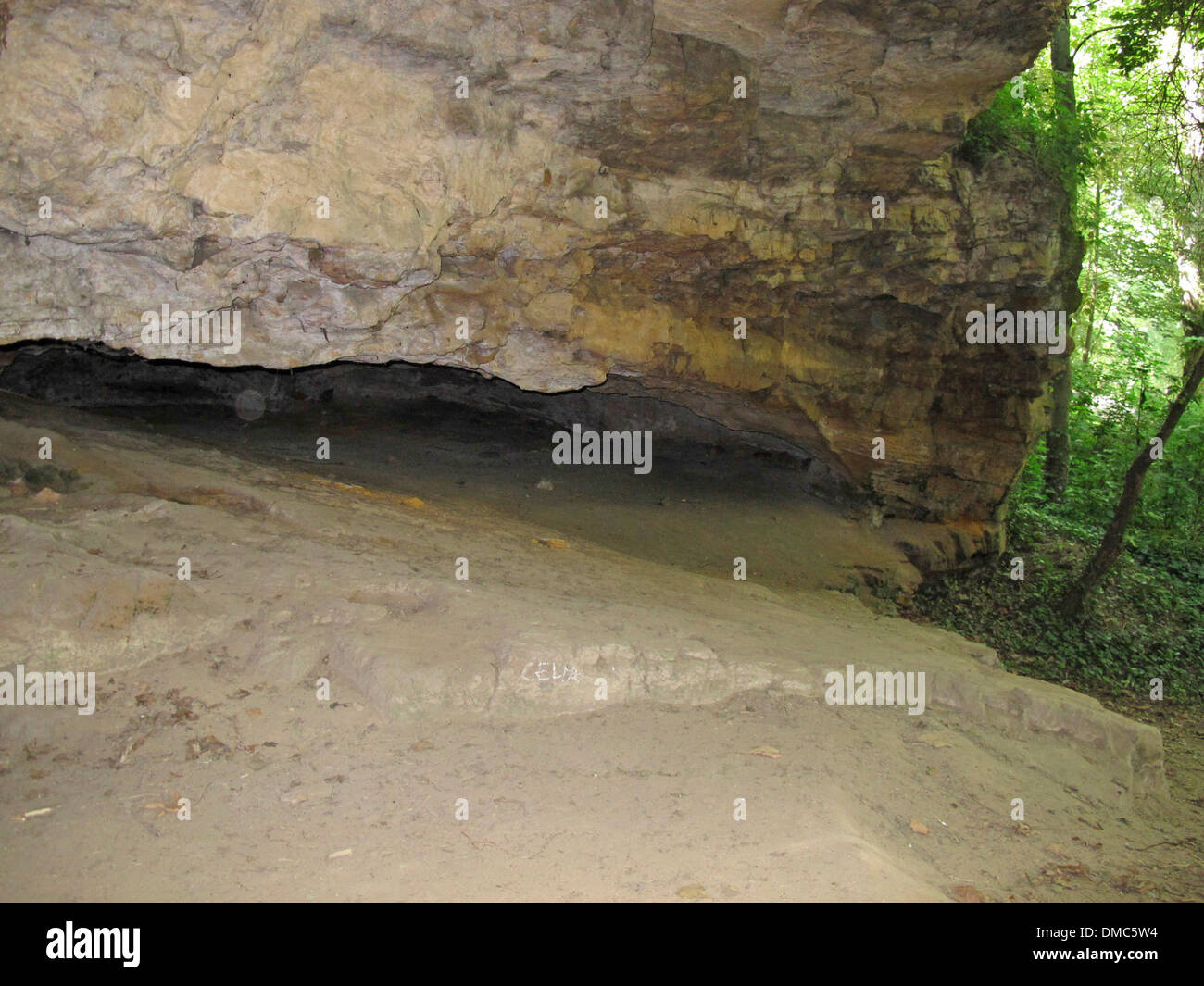 cave in a forest of large trees Stock Photo - Alamy