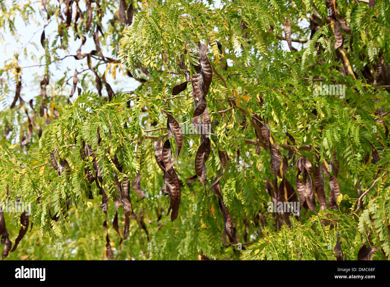 tree seeds in pods Black Stock Photo - Alamy