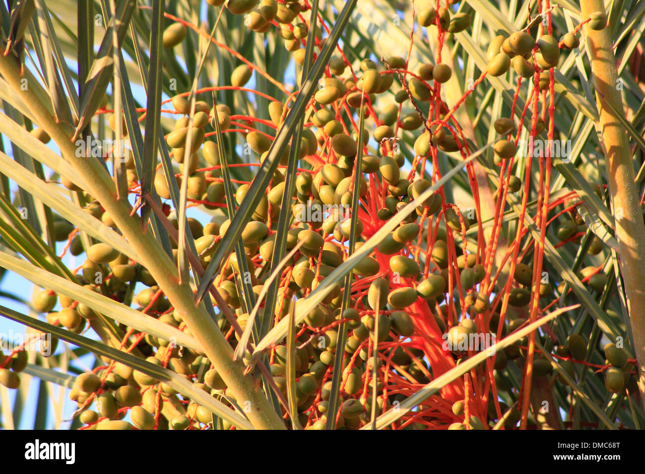 Datiles hi-res stock photography and images - Alamy