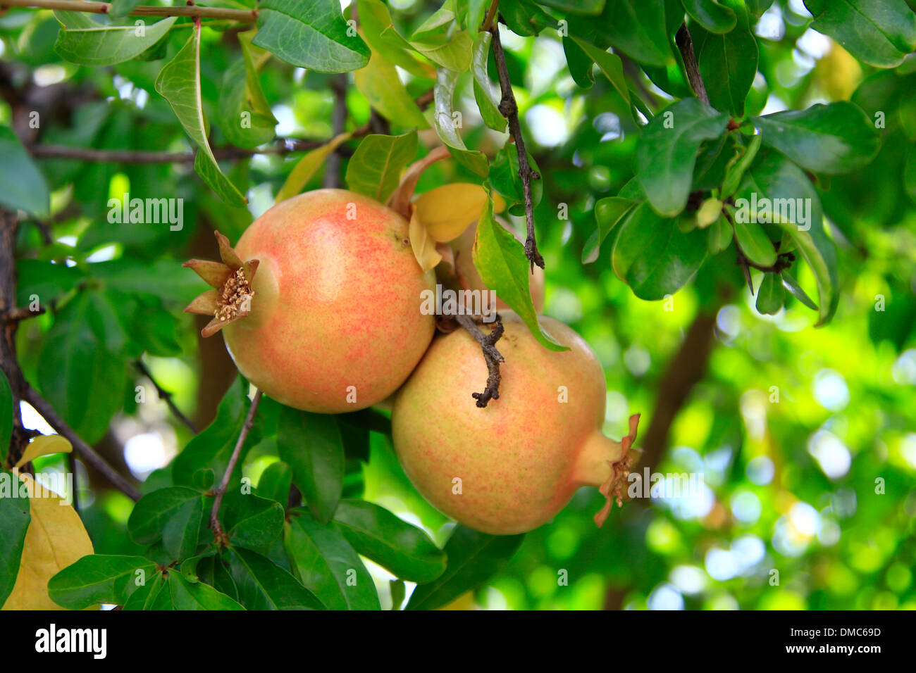 Pomegranate trees with fruits hi-res stock photography and images - Alamy