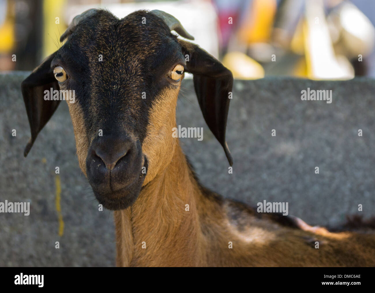 India goat hi-res stock photography and images - Alamy