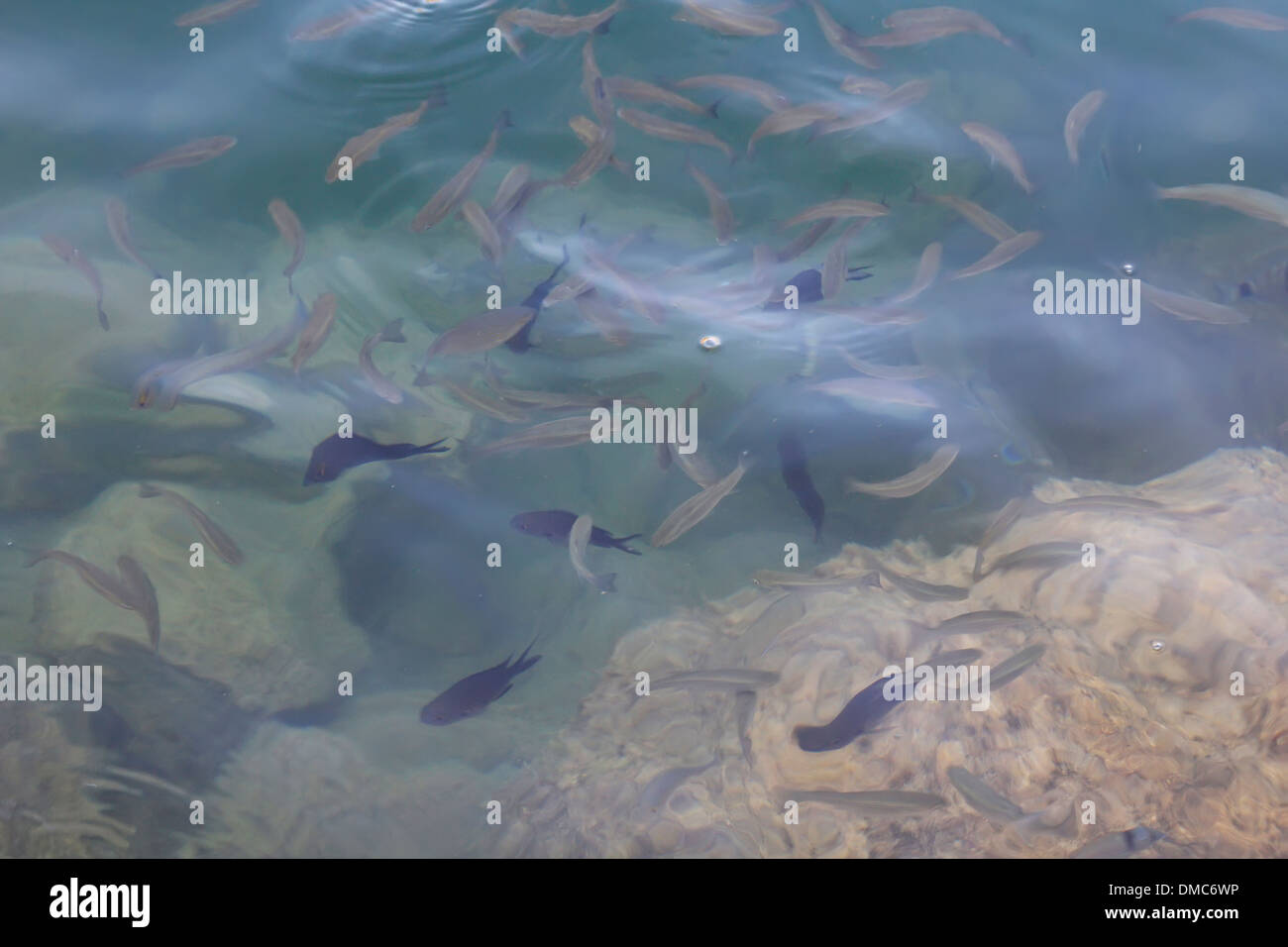 Small fish swimming hi-res stock photography and images - Alamy