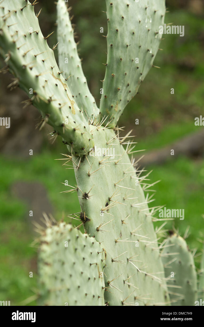 Spiny cactus, close-up Stock Photo - Alamy