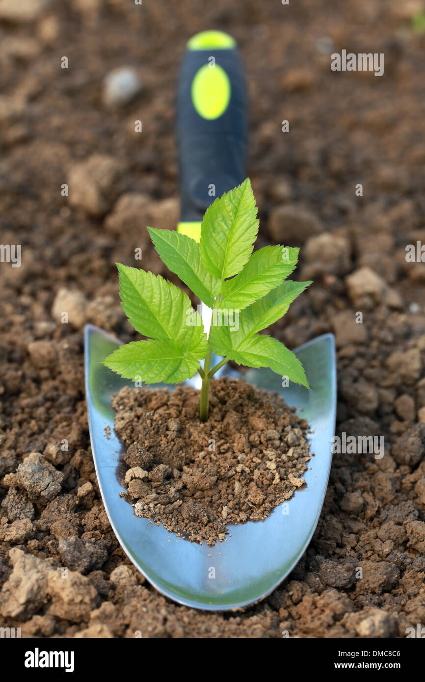 A seedling is growing on a planting trowel in a garden Stock Photo - Alamy