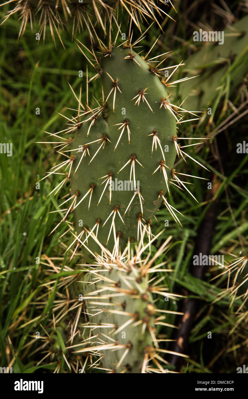 Spiny cactus hi-res stock photography and images - Alamy