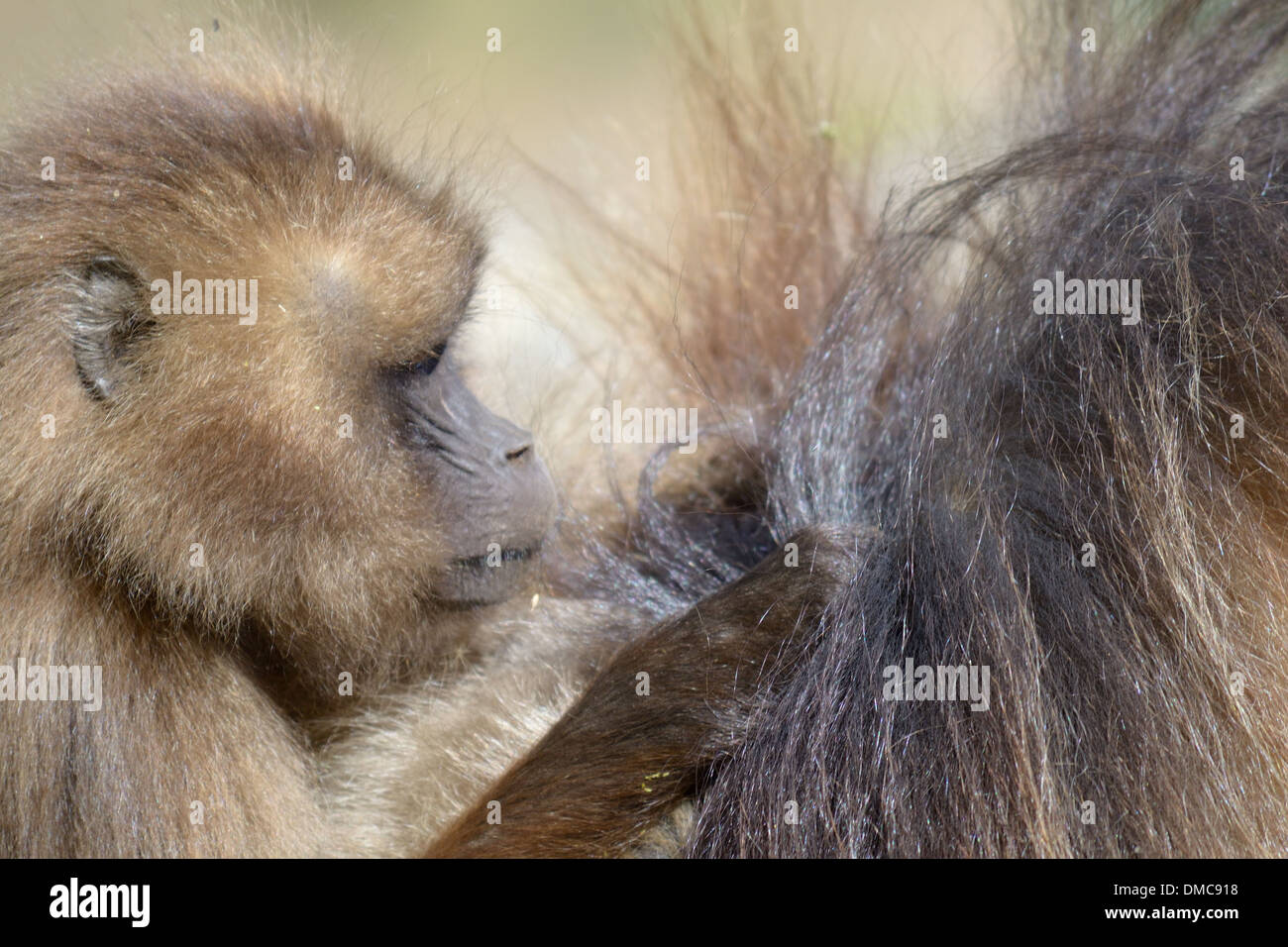 Baby gelada baboon Stock Photo - Alamy