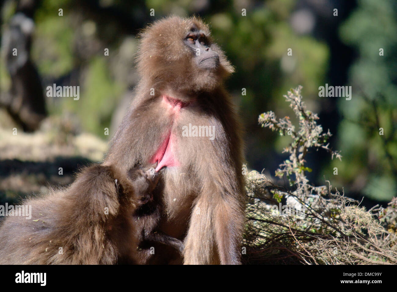 Africa mother breastfeeding baby hi-res stock photography and images ...