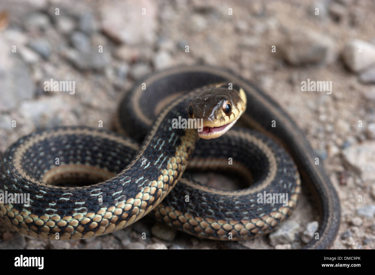 grass snake common eastern Canada reptile Stock Photo - Alamy