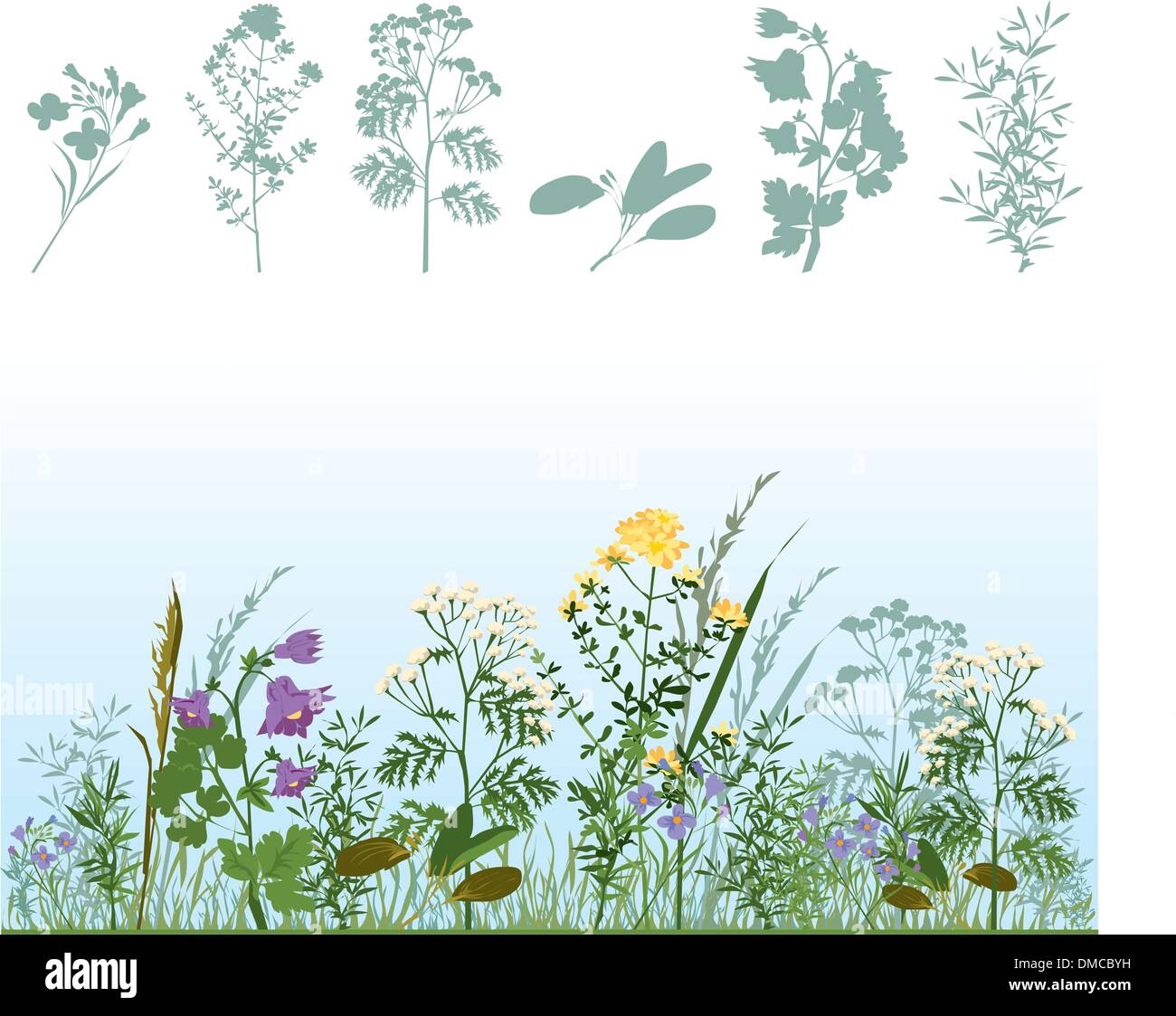 Wild medicinal plant herbs Stock Vector Images - Alamy