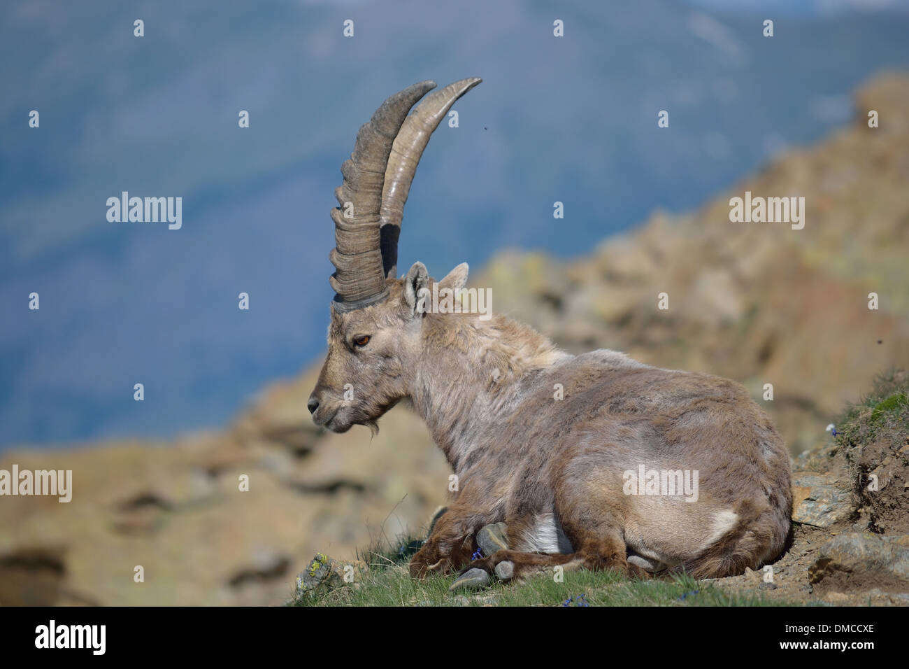 Lazy young ibex Stock Photo - Alamy