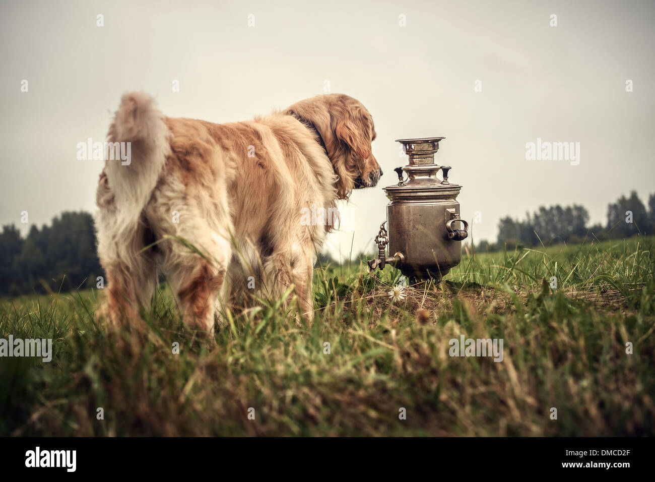 Labrador tea drink hi-res stock photography and images - Alamy
