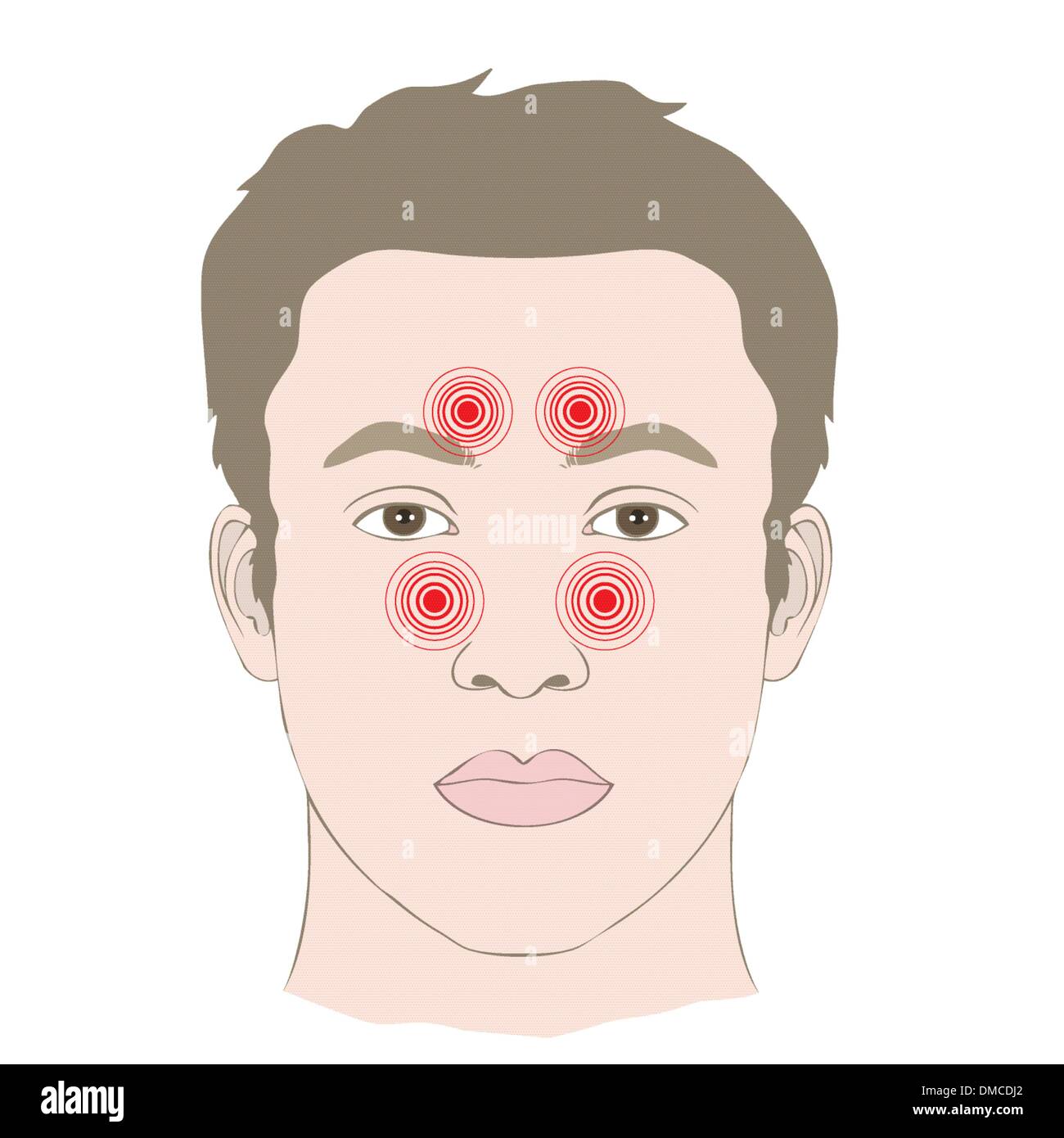 Sinus anatomy hi-res stock photography and images - Alamy