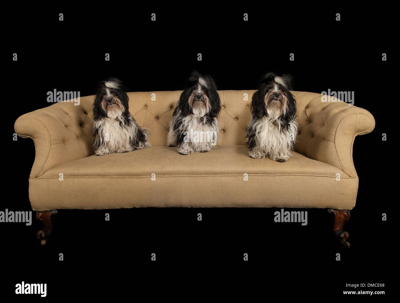 Havanese puppy on white hi-res stock photography and images - Alamy