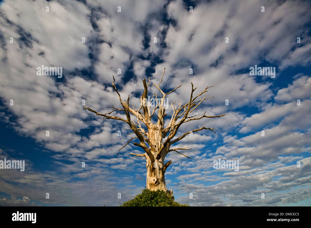 A dead tree in the sunshine against a blue sky with wispy clouds Stock ...