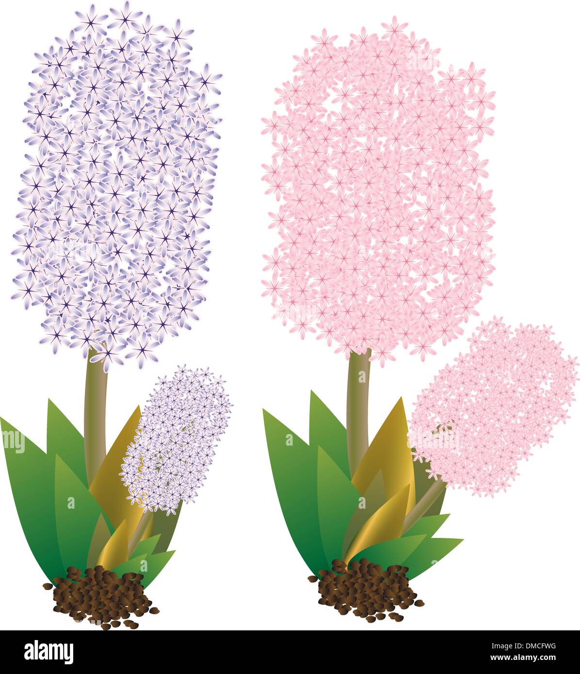 Hyacinth flower vector Cut Out Stock Images & Pictures - Alamy