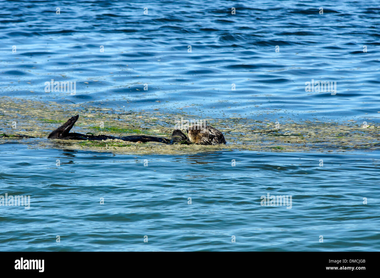 Elk Horn Slough, Sea Otter, enhydra lutris, taking a nap while floating ...