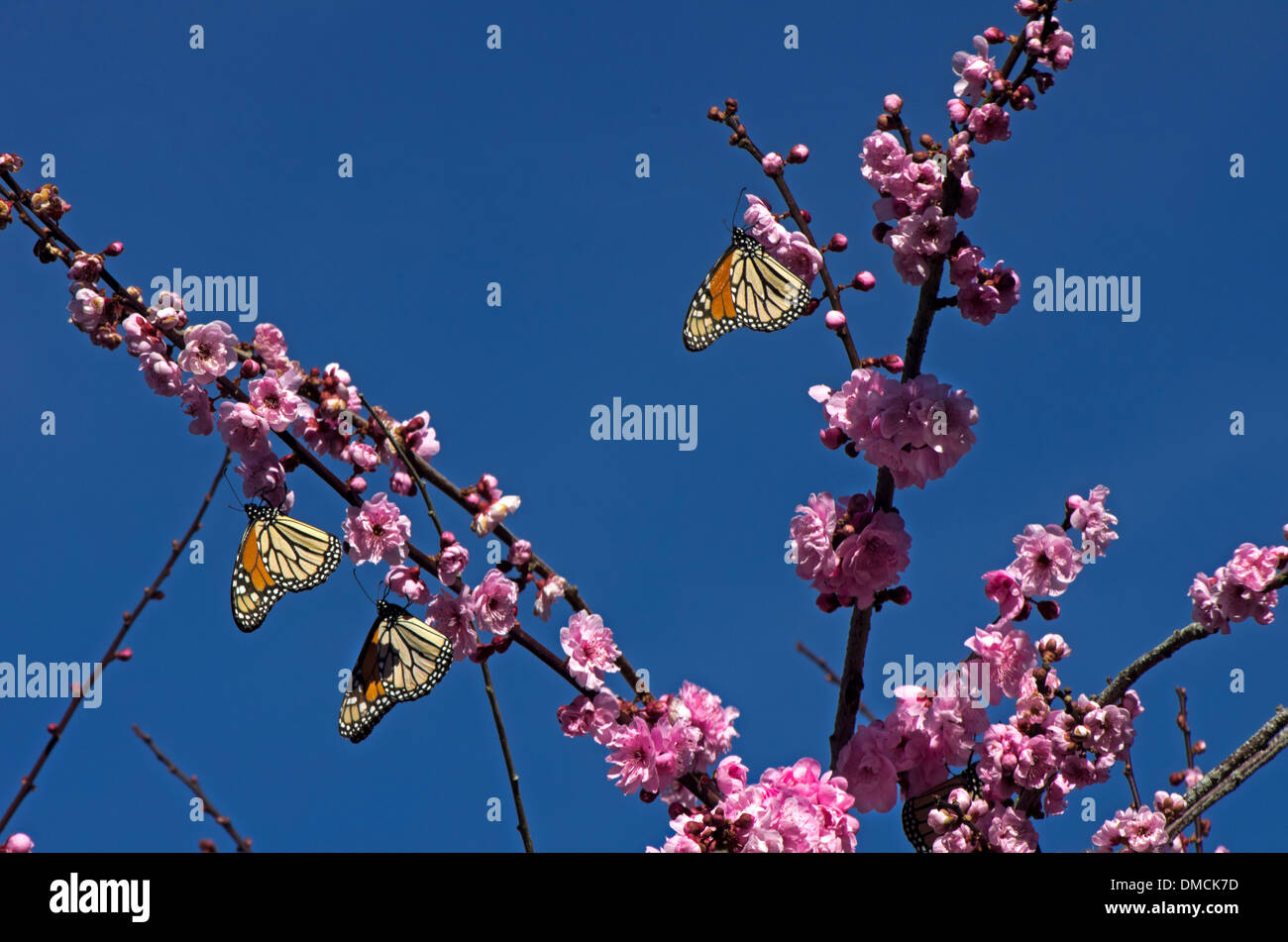 Monarch Grove Sanctuary, three butterflies resting on pink cherry tree ...