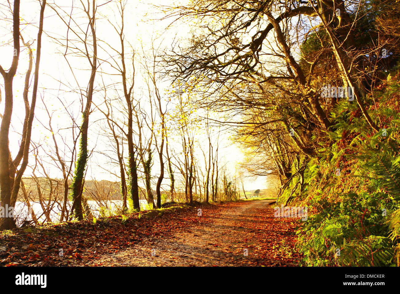 Autumn Pathway. Co.Cork, Ireland. Park Road. Landscape with the autumn ...