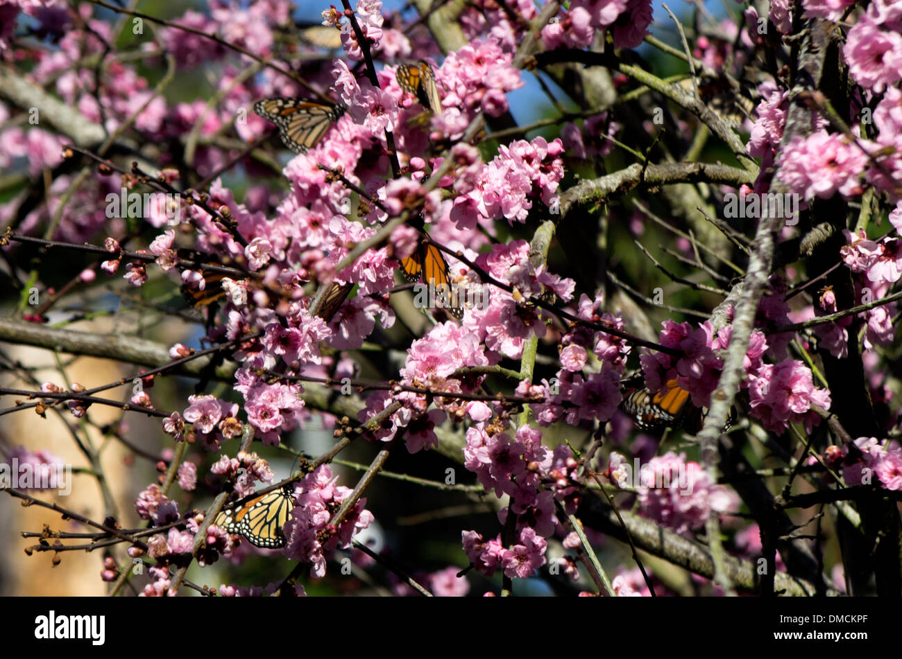 Five butterflies hi-res stock photography and images - Alamy
