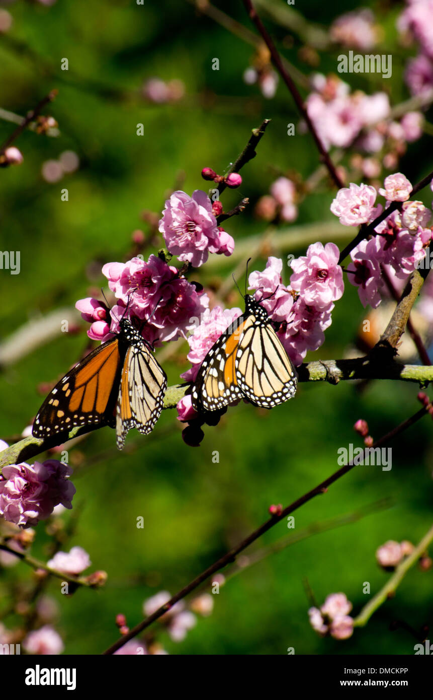 Two monarch butterflies hi-res stock photography and images - Alamy