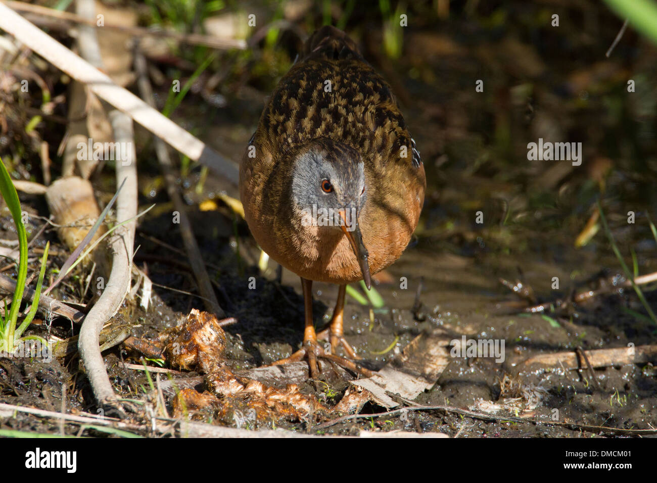 Virginia Rail (Rallus limicola) foraging in reeds at Brookwood Marsh ...
