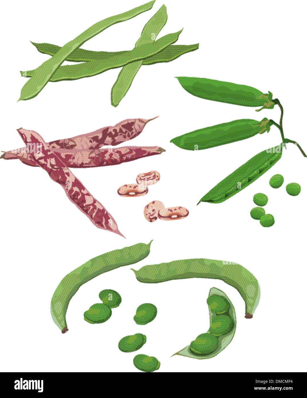 Vegetarian broad beans organic Stock Vector Images - Alamy