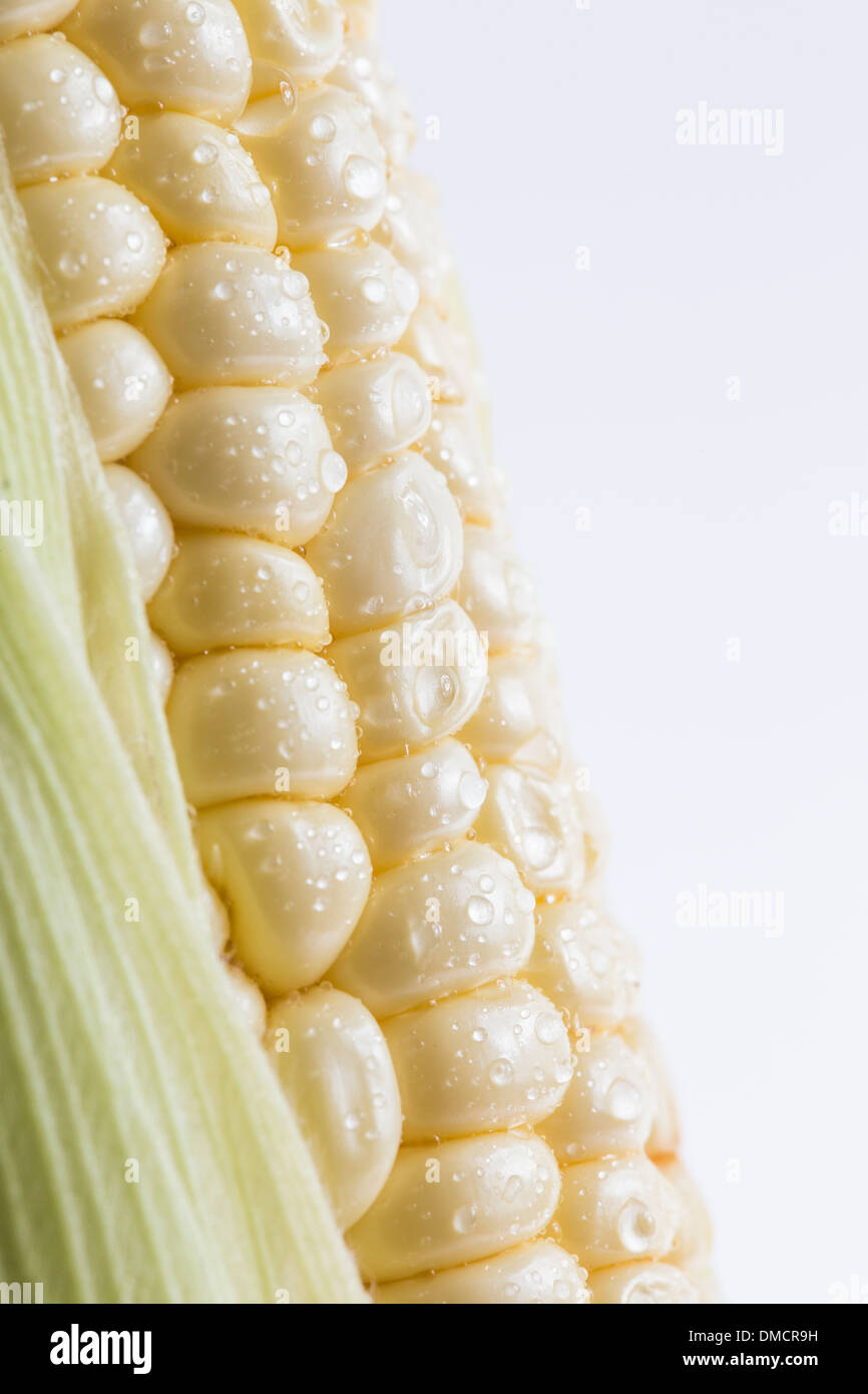 Ear of corn with water droplets Stock Photo - Alamy