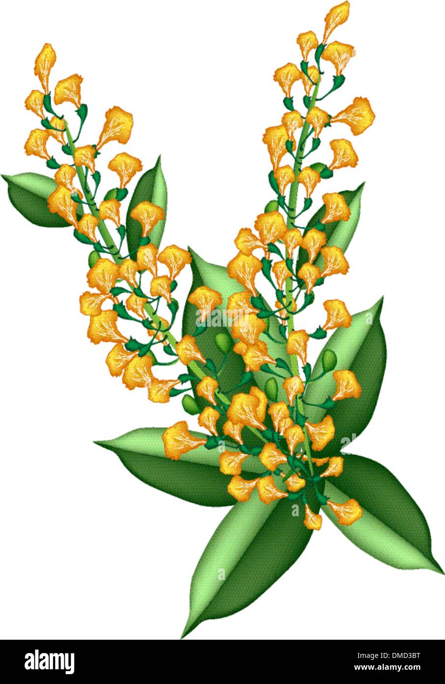 Flora of myanmar Cut Out Stock Images & Pictures - Alamy