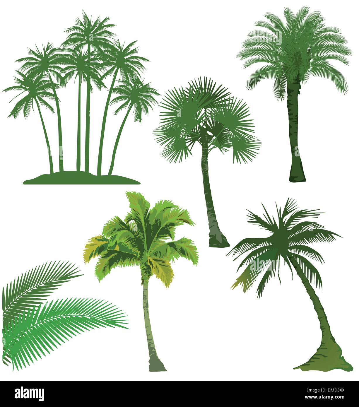 Palm Oil Tree Vector
