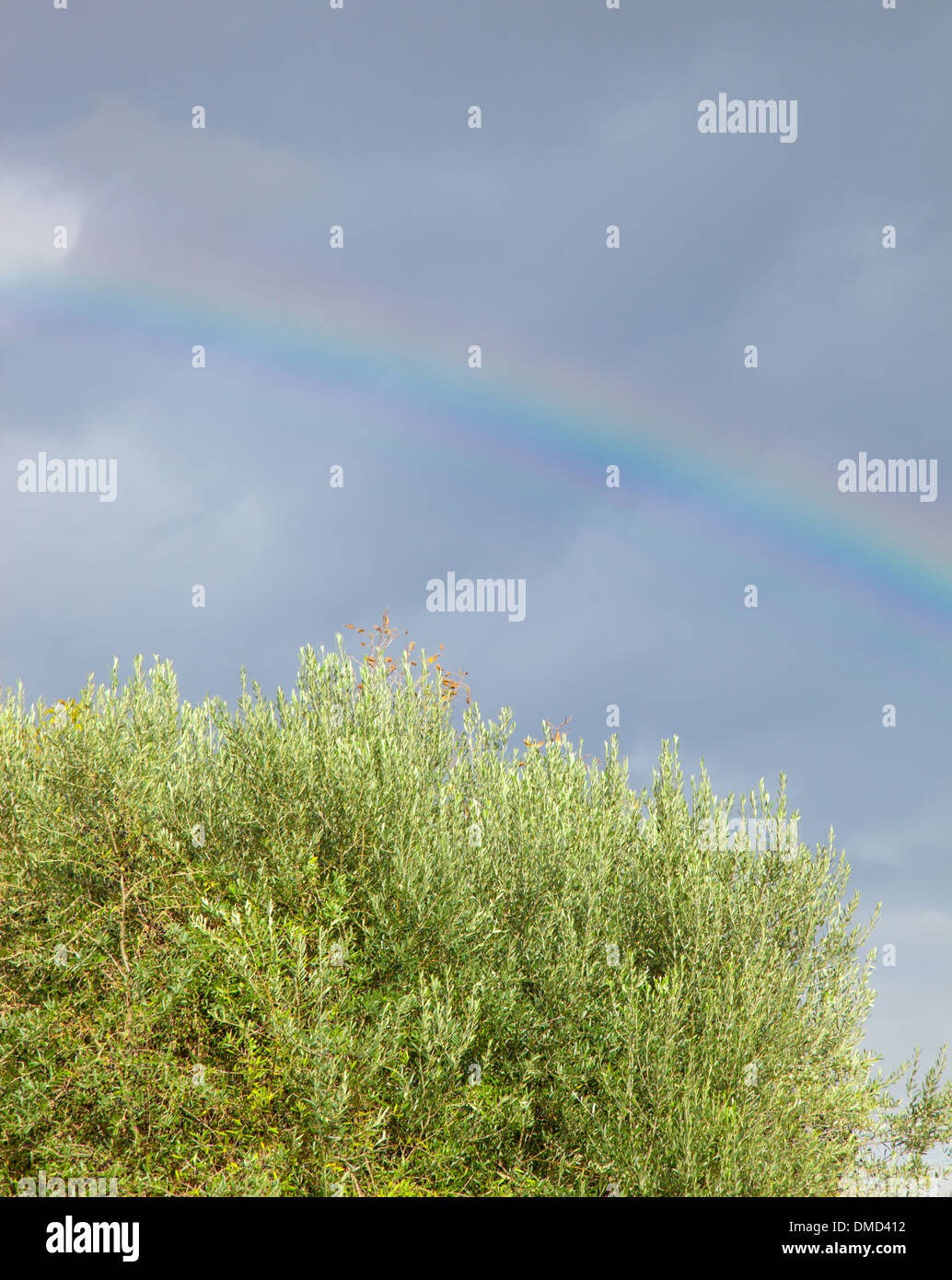 Rainbow colored with olive tree on blue sky Stock Photo - Alamy