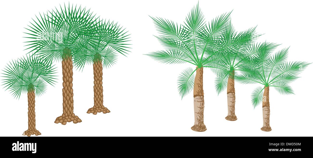 Illustration of Isometric Palm Trees on White Background Stock Vector ...