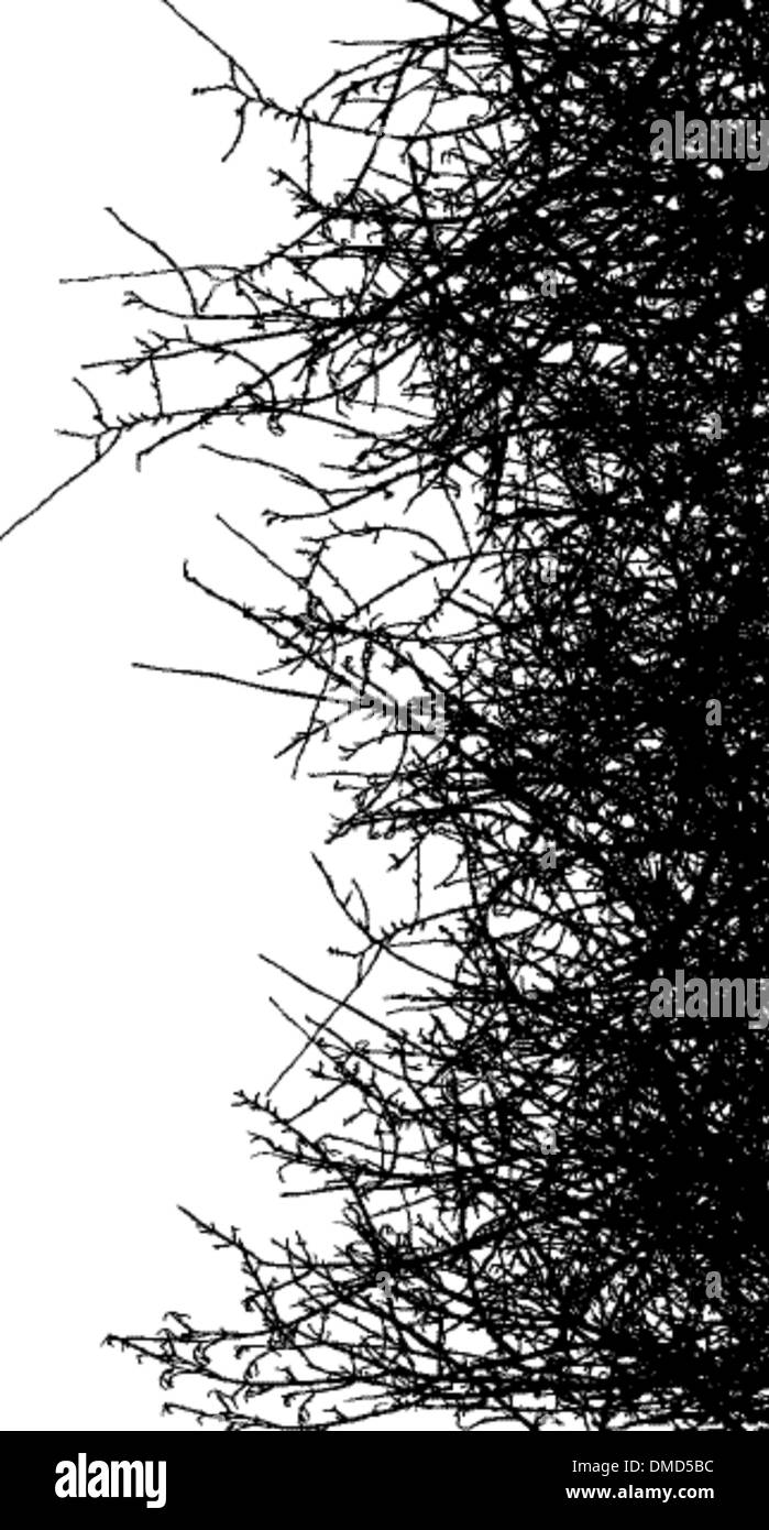 Bush nature foliage Stock Vector Images - Alamy