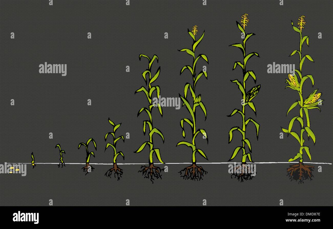 Maize art hi-res stock photography and images - Alamy