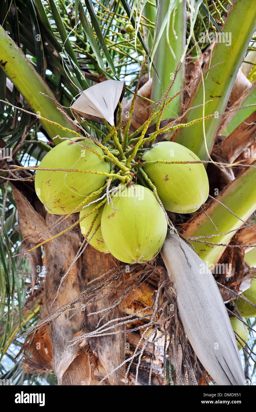 Clusters of green coconuts hanging on the tree Stock Photo - Alamy