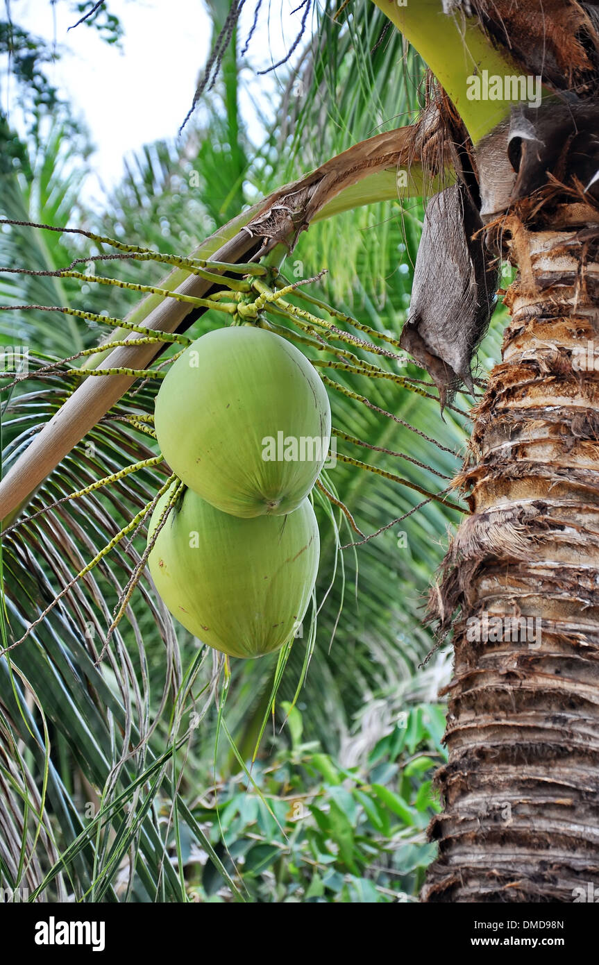 Clusters of green coconuts hanging on the tree Stock Photo - Alamy