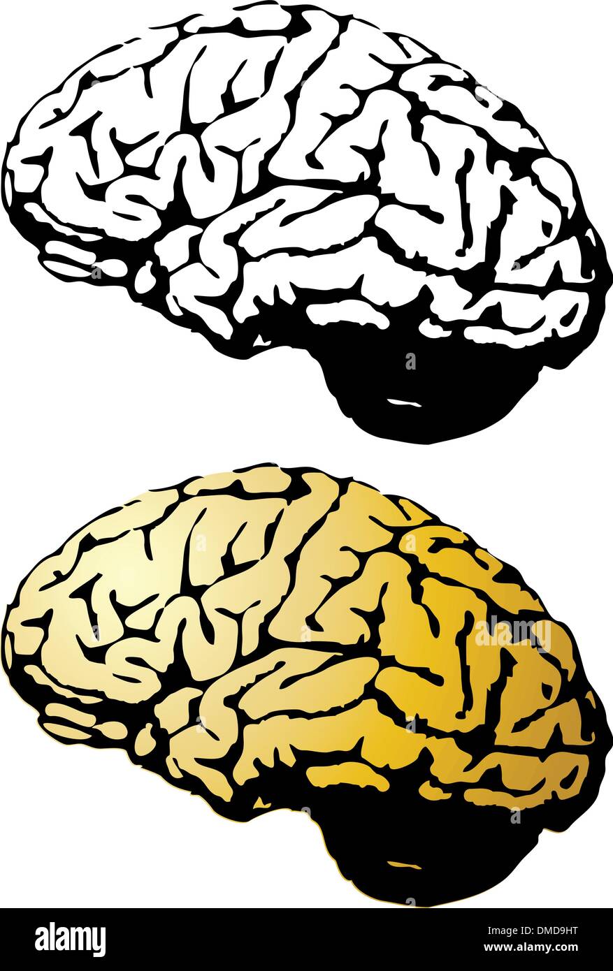 the vector human brain set Stock Vector Image & Art - Alamy