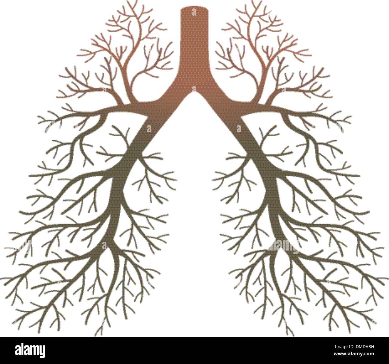 Healthy Lungs X Ray Stock Photos & Healthy Lungs X Ray Stock Images - Alamy