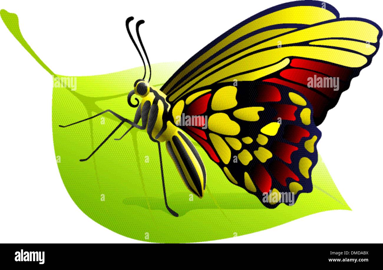 Butterfly Proboscis