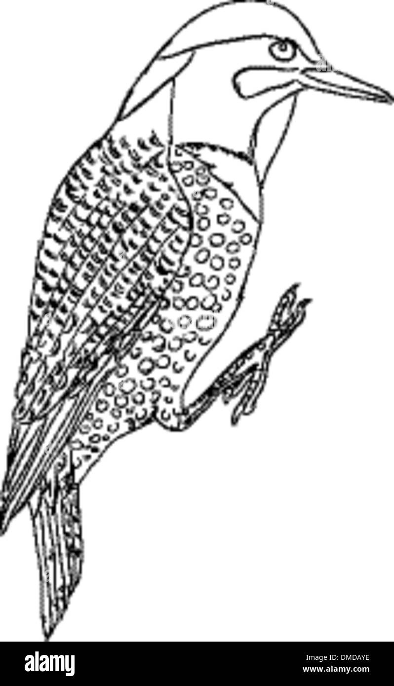 State bird birds Black and White Stock Photos & Images - Alamy