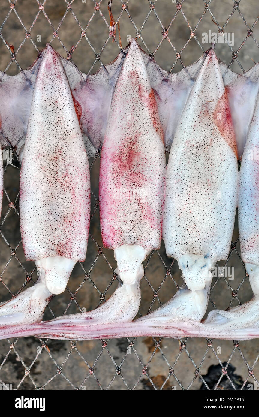 Squid hanging to dry in the sun Stock Photo - Alamy