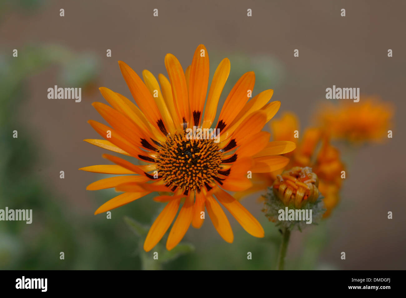 Veldt hi-res stock photography and images - Alamy