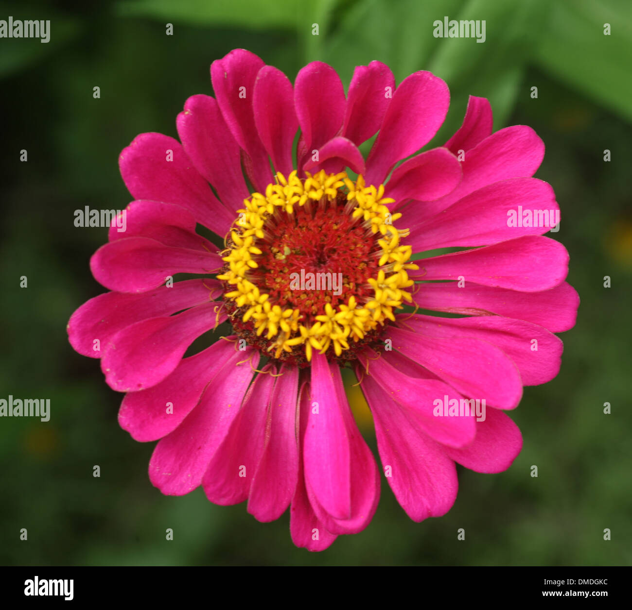 Pink Daisy Yellow Center Pink Daisy Yellow Centre Hi Res Stock