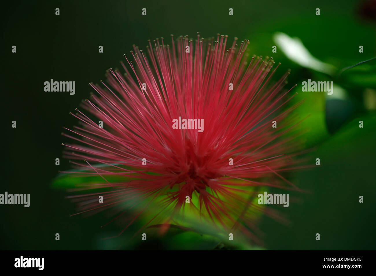 Pink Power Puff Stock Photo - Alamy