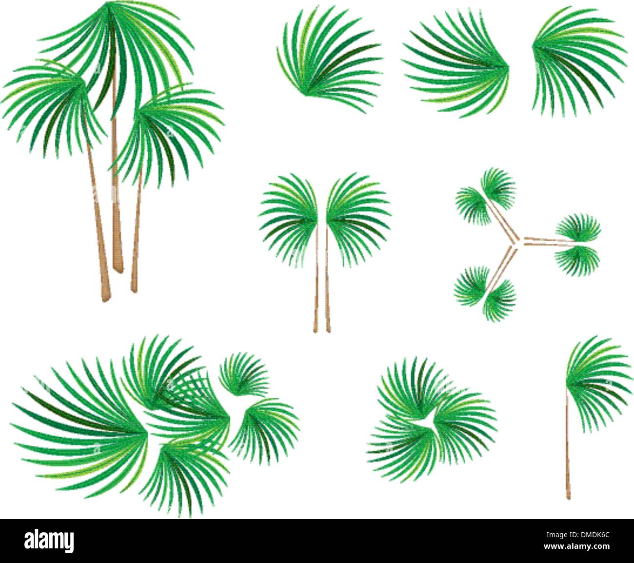 Isometric of Lady Palm Tree on White Background Stock Vector Image ...